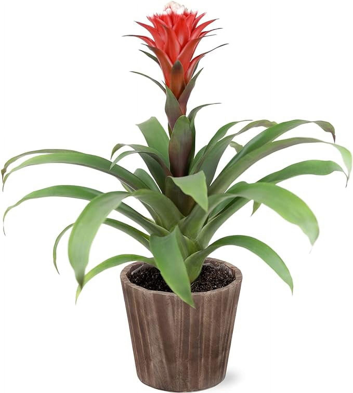 Just Add Ice 15-17" Red Guzmania Hope Bromeliad Live Plant in 5" Moss ...