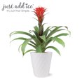 Just Add Ice 15" Tall Red Guzmania Hope Bromeliad Live Plant in 5" Moss ...