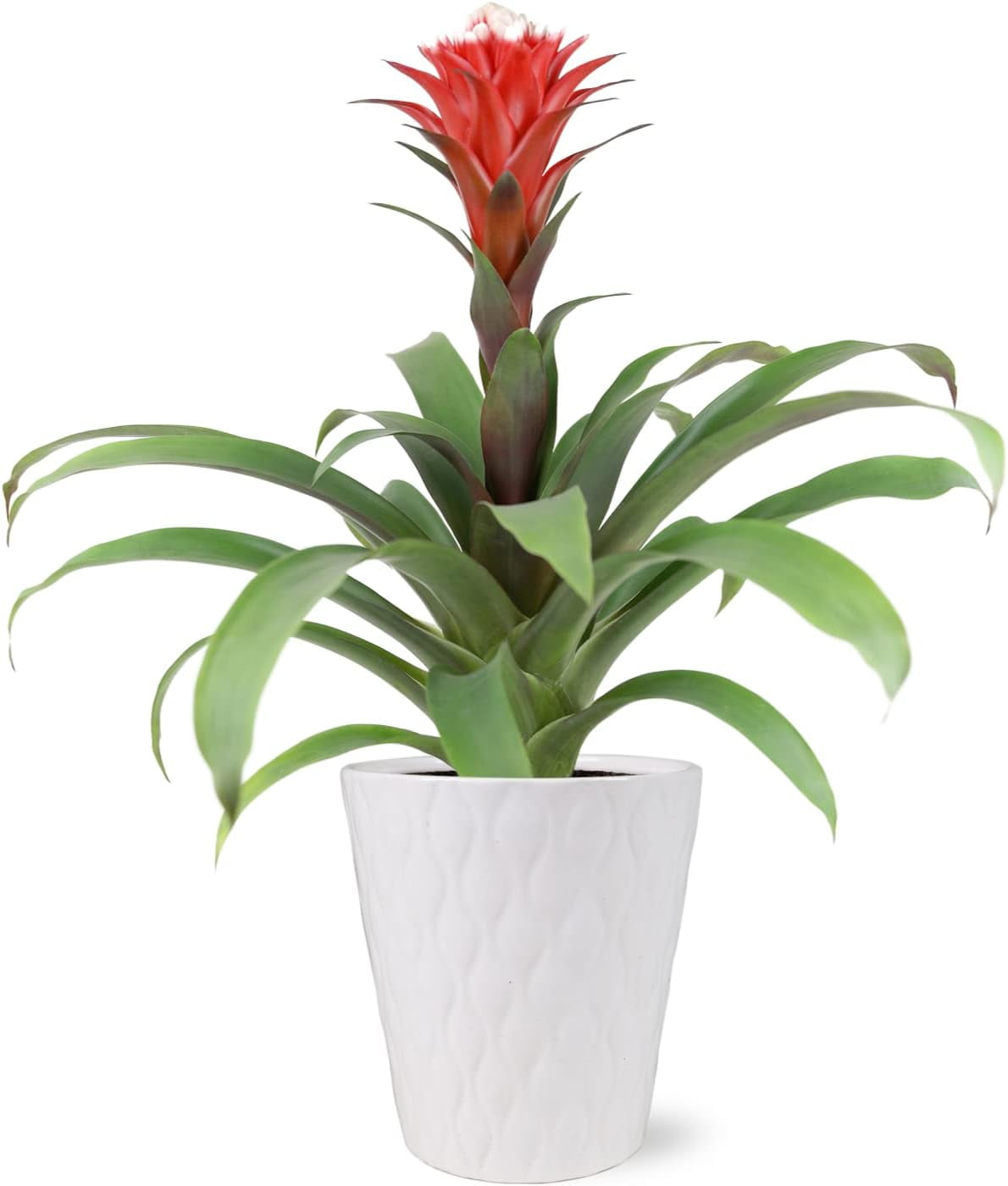 Just Add Ice 15" Tall Red Guzmania Hope Bromeliad Live Plant in 5" Moss ...