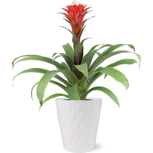 Just Add Ice 15" Tall Red Guzmania Hope Bromeliad Live Plant in 5" Moss ...