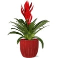 Just Add Ice 15" Tall Red Vriesea Bromeliad in 5" Red Ceramic Pot, Live ...