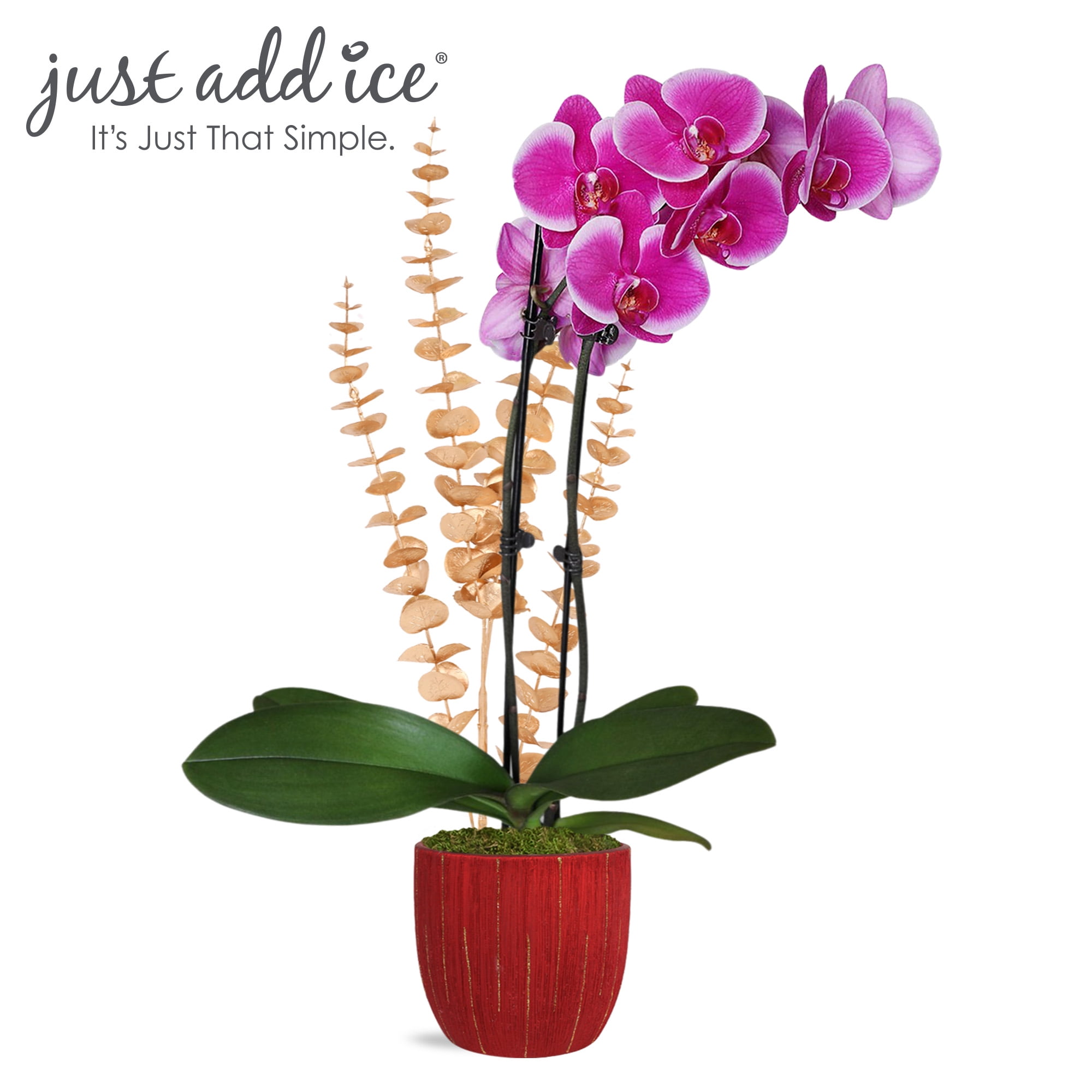 Just Add Ice 16-30" Magenta Orchid in 5" White Ceramic Pot with Gold ...