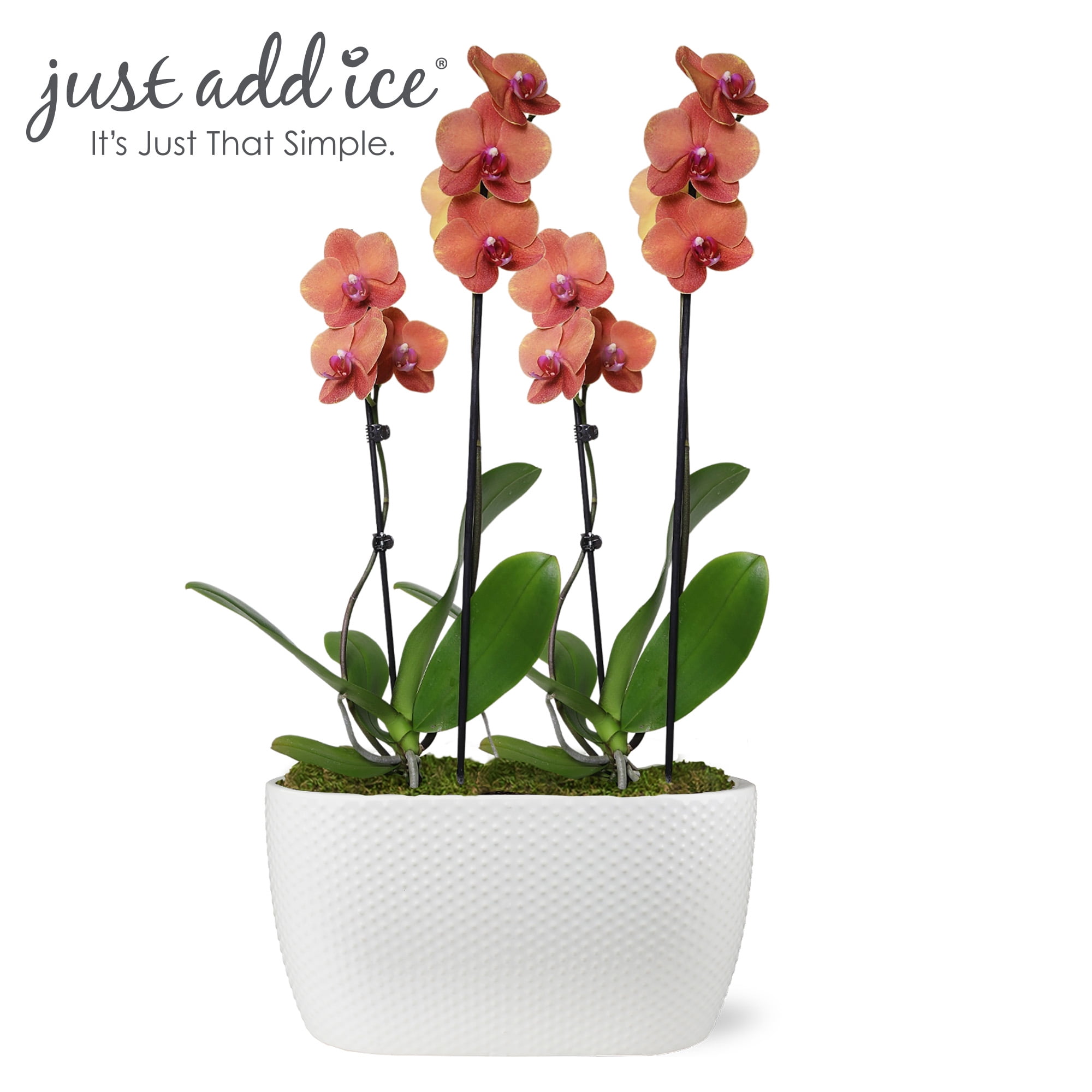 Just Add Ice 16-30" Salmon Premium Orchid Duo Live Plants in 10" White ...