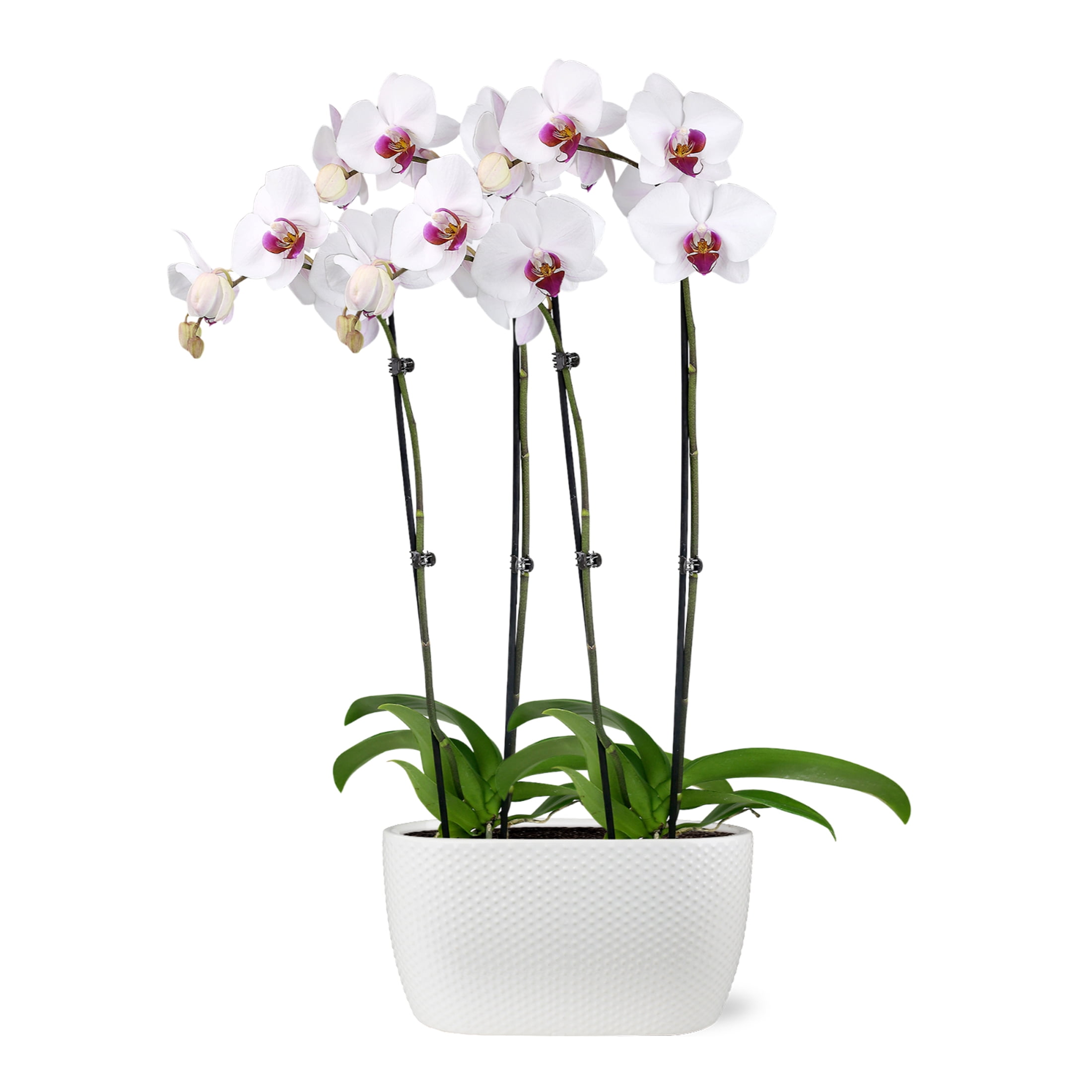 Just Add Ice 6-10" White and Purple Mini Orchid Duo Live Plants in 4 ...