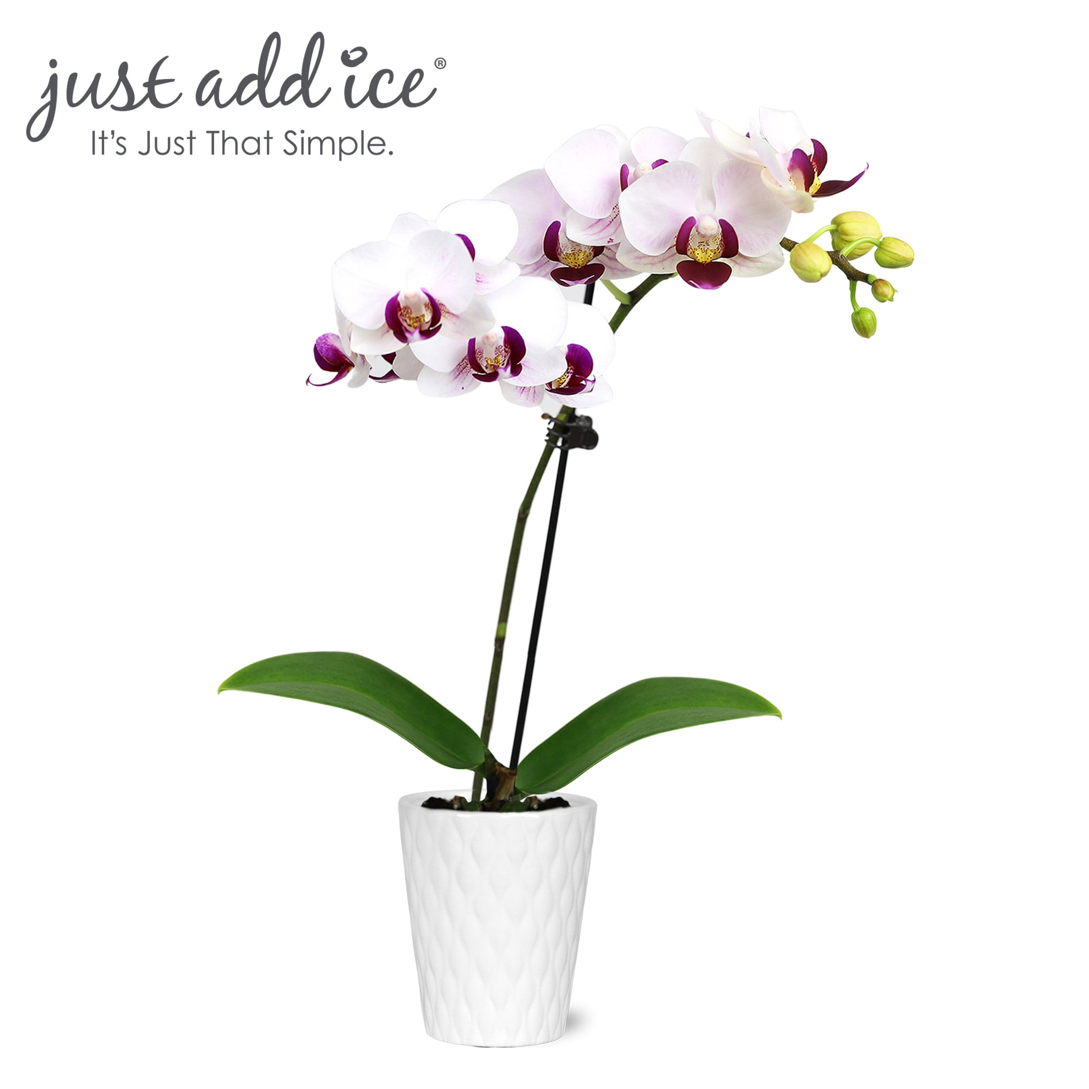 Just Add Ice 6-10" White and Purple Mini Orchid Live Plant in 2.5 ...