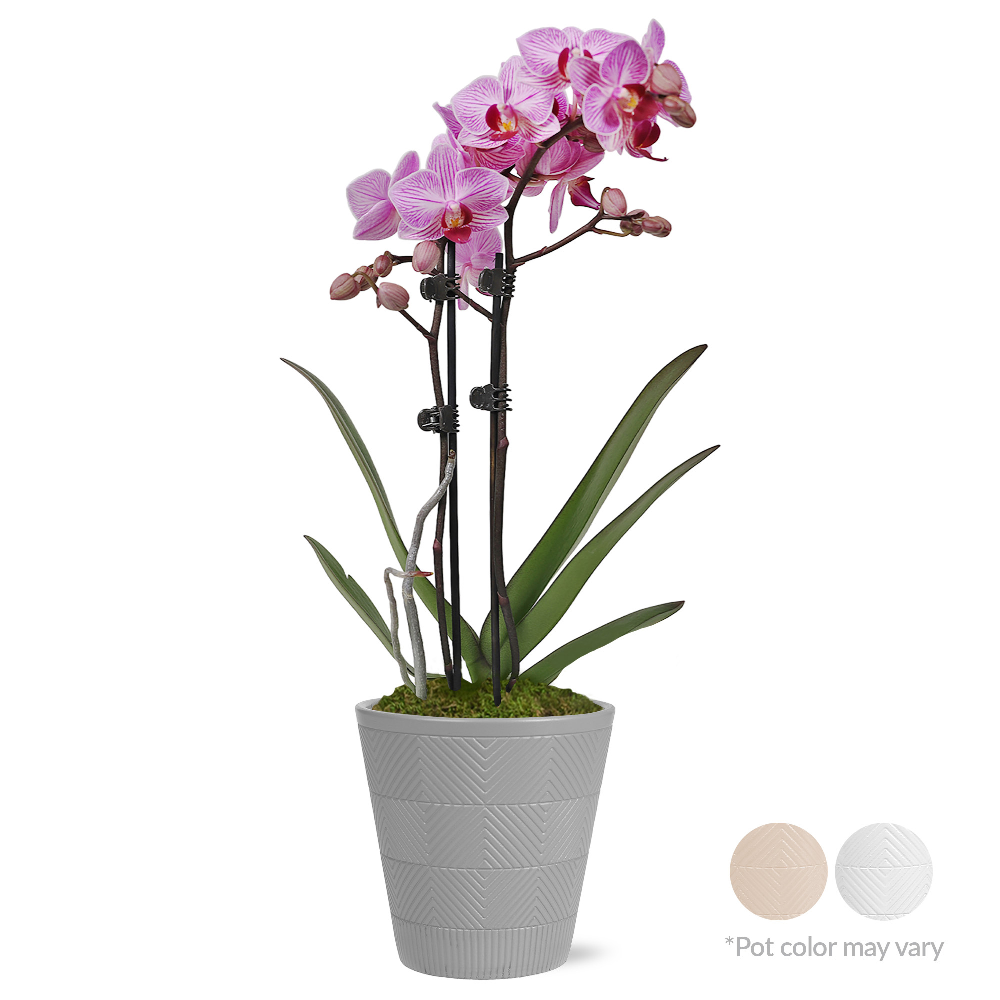 Just Add Ice Live Plant 16 30 Tall Premium Pink Purple Orchid In 5