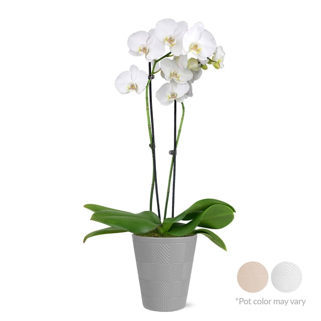 Just Add Ice Live Plant 16-30" Tall Premium White Orchid in 5 ...