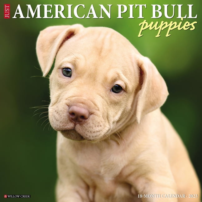 Yellow Pitbull Puppies