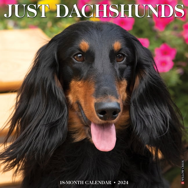 Just Dachshunds 2024 12 X 12 Wall Calendar (Other) - Walmart.com