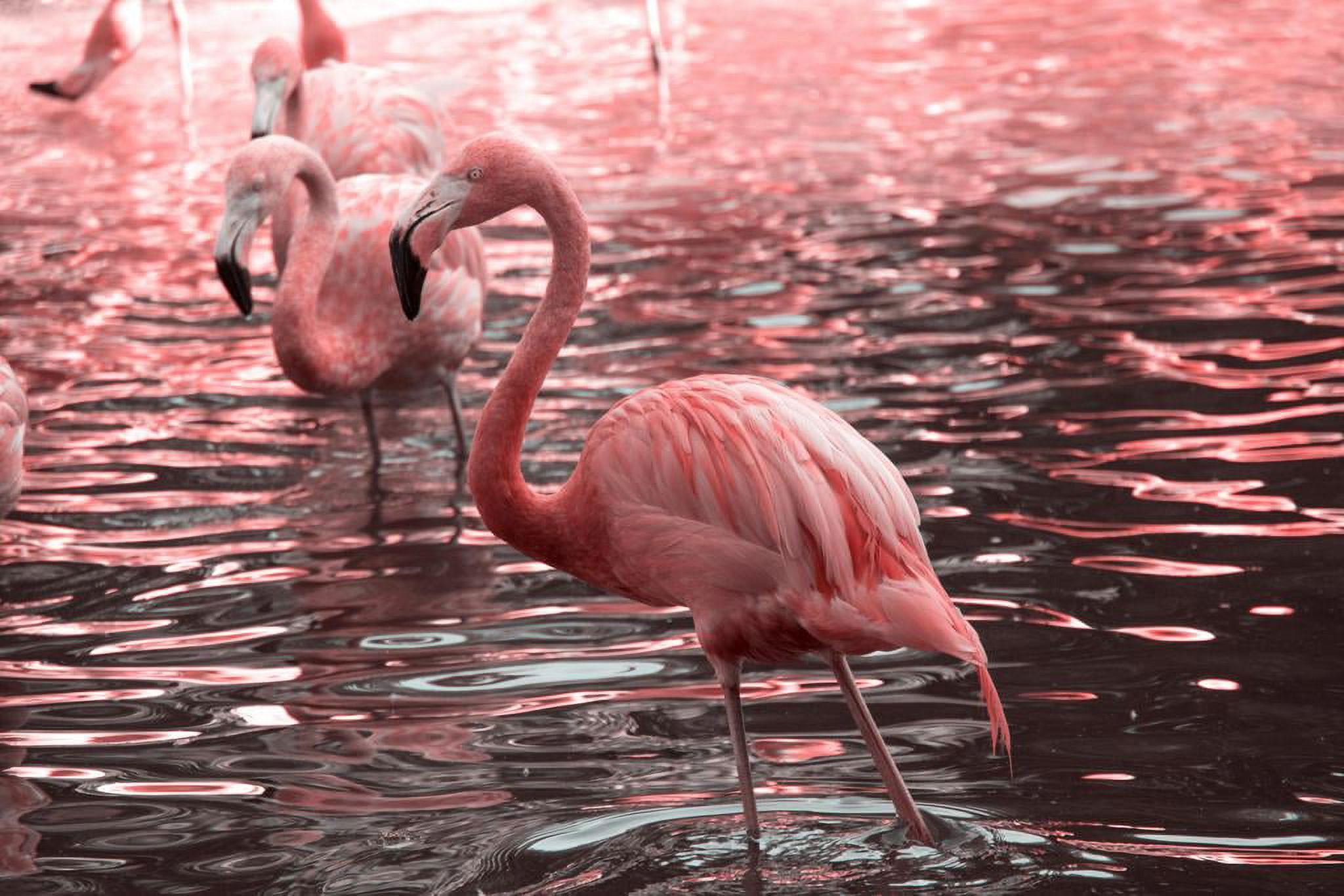 Just Pink Flamingos Wading in Water Photo Flamingo Prints Flamingo Wall ...