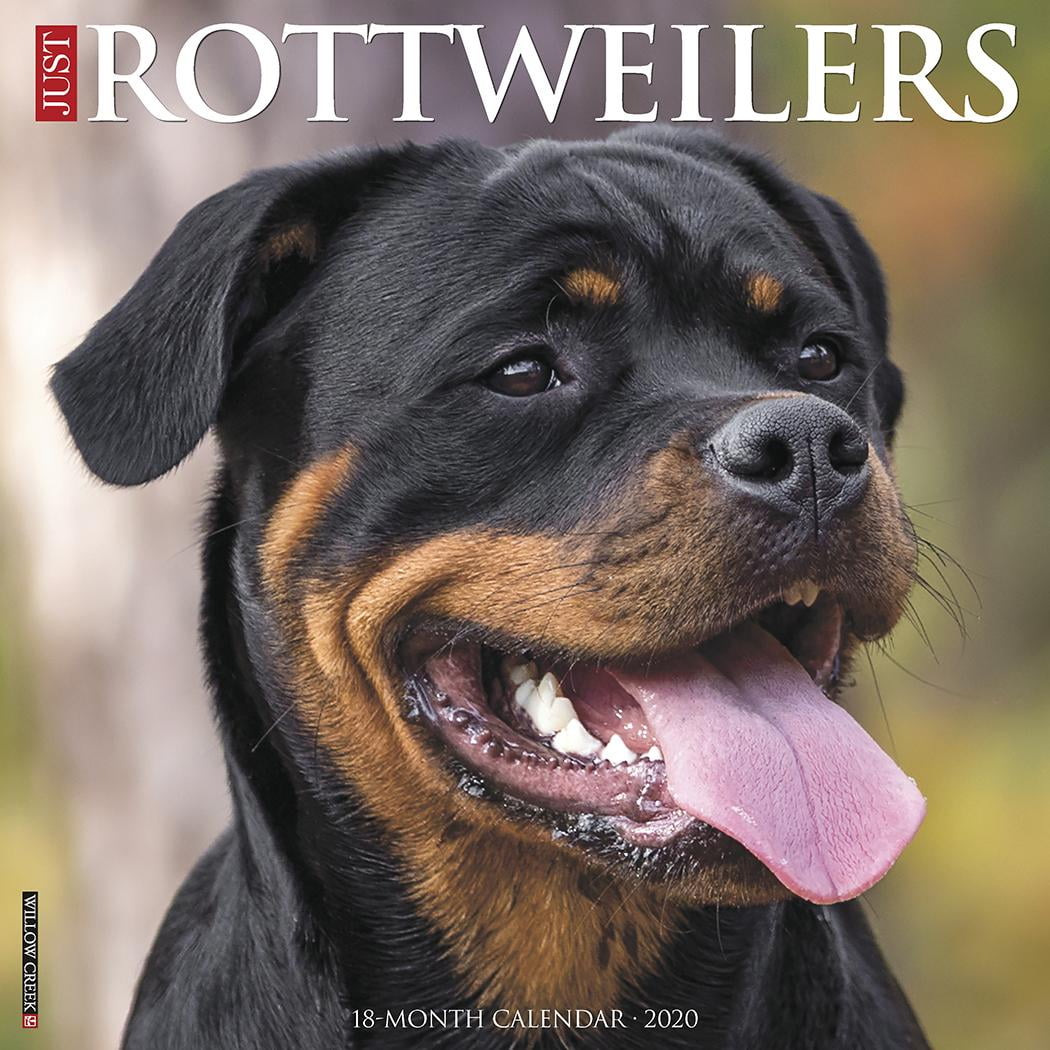 Just Rottweilers 2020 Wall Calendar (Dog Breed Calendar) (Other ...