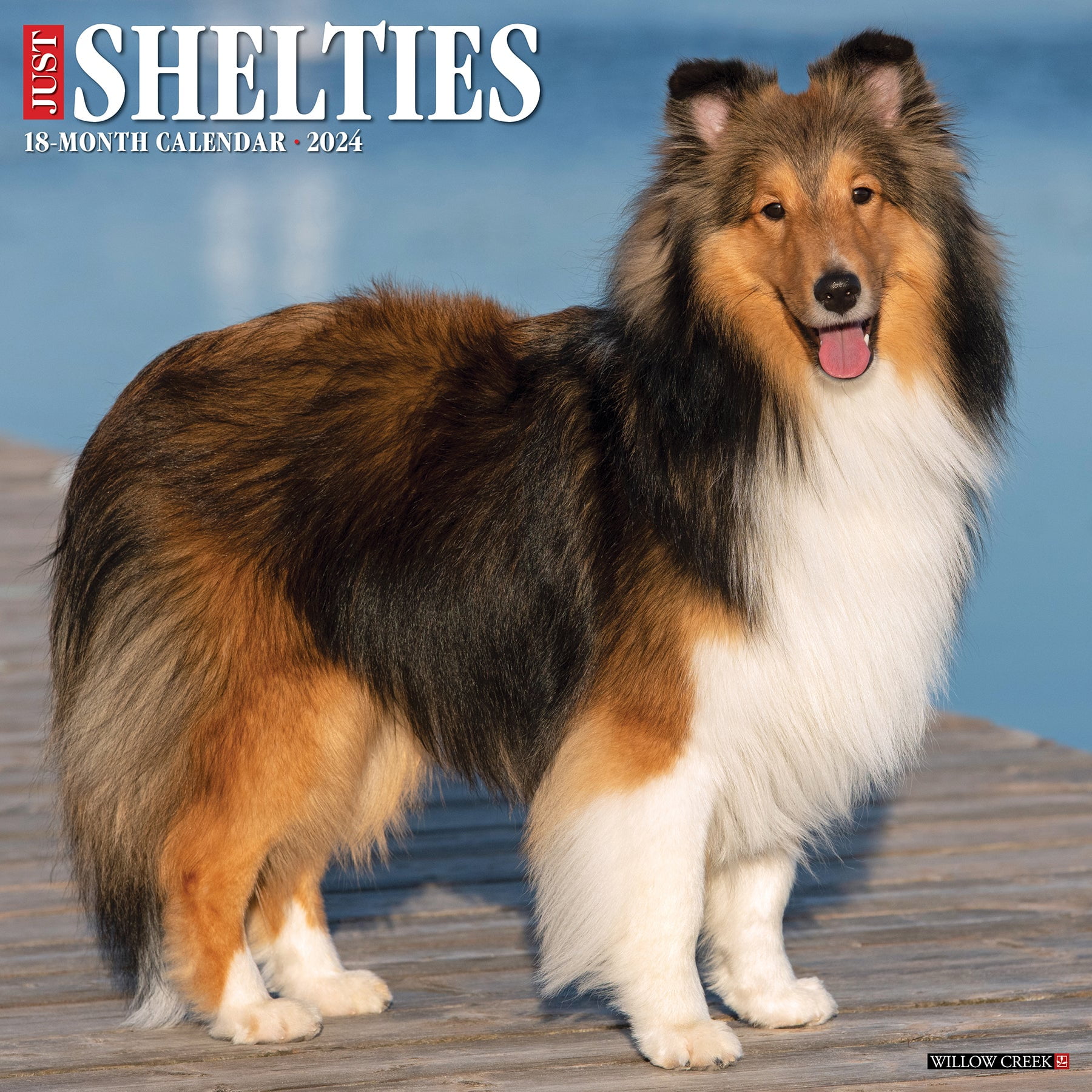Just Shelties 2024 12 X 12 Wall Calendar (Other) - Walmart.com