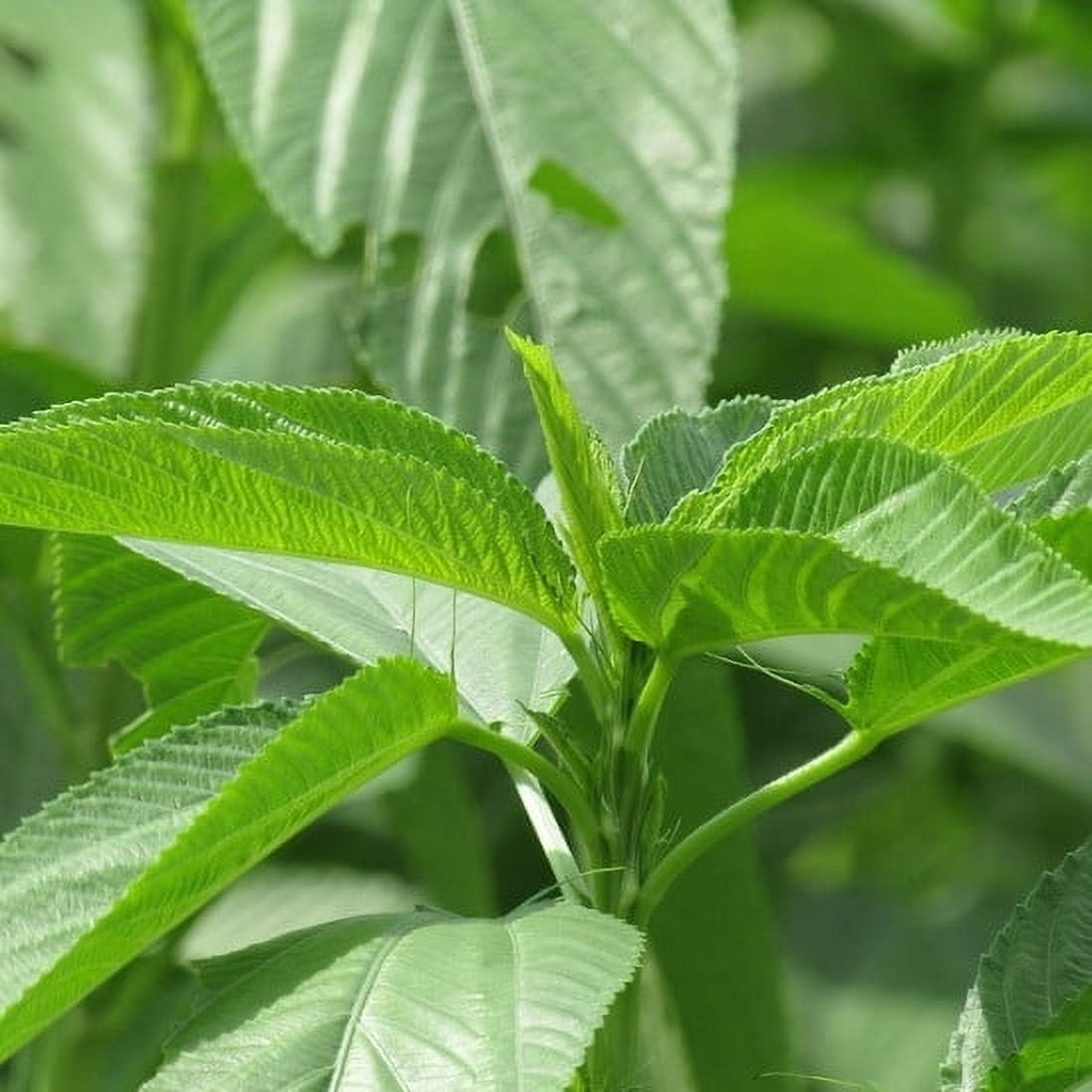 Jute Leaf (Sweet) Seeds for Planting - 100g - Walmart.com