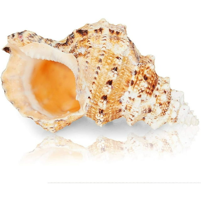Juvale Large Natural Conch Sea Shell (5 to 7 in.) - Walmart.com