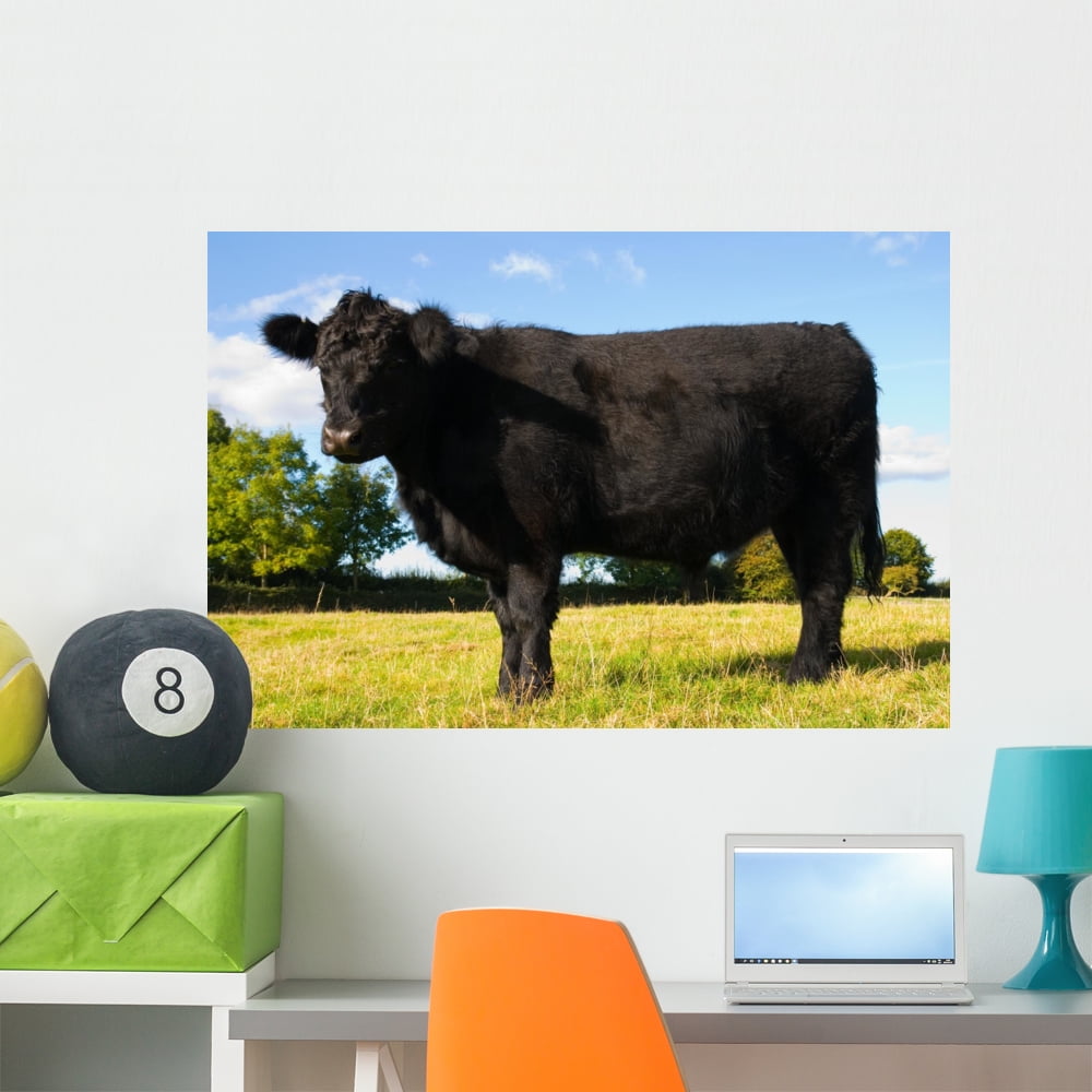 Juvenile Angus Cow Wall Mural Decal Sticker, Wallmonkeys Peel & Stick ...