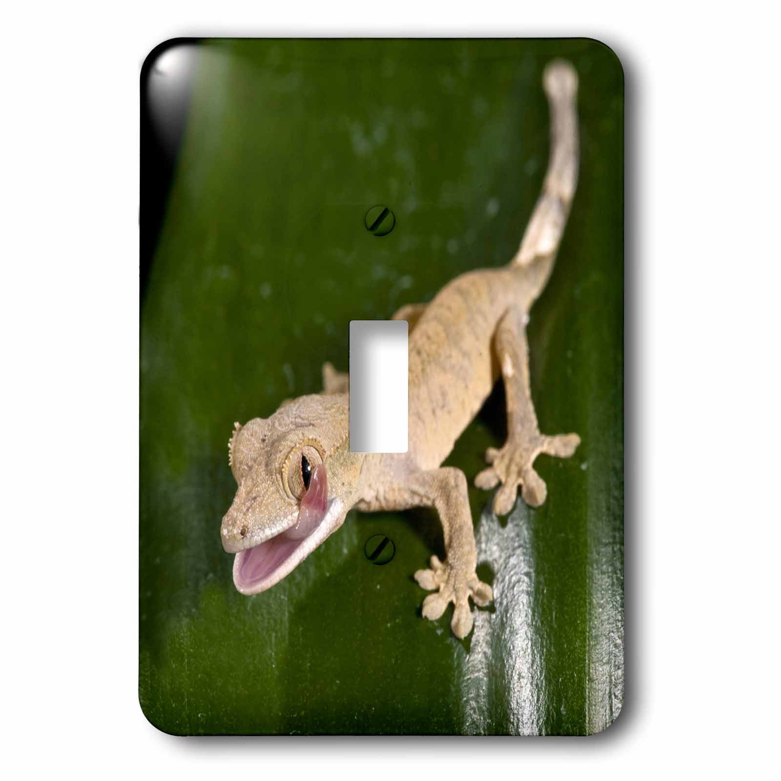 Juvenile Crested Gecko, lizard - NA02 DNO0683 - David Northcott single ...