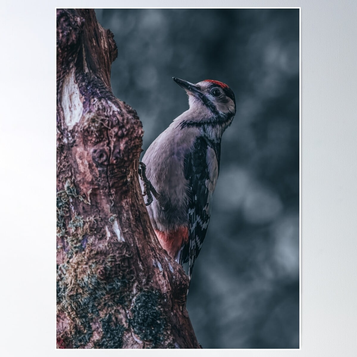 Juvenile Great Spotted Woodpecker Poster Wall Art, Modern Wall Decor ...