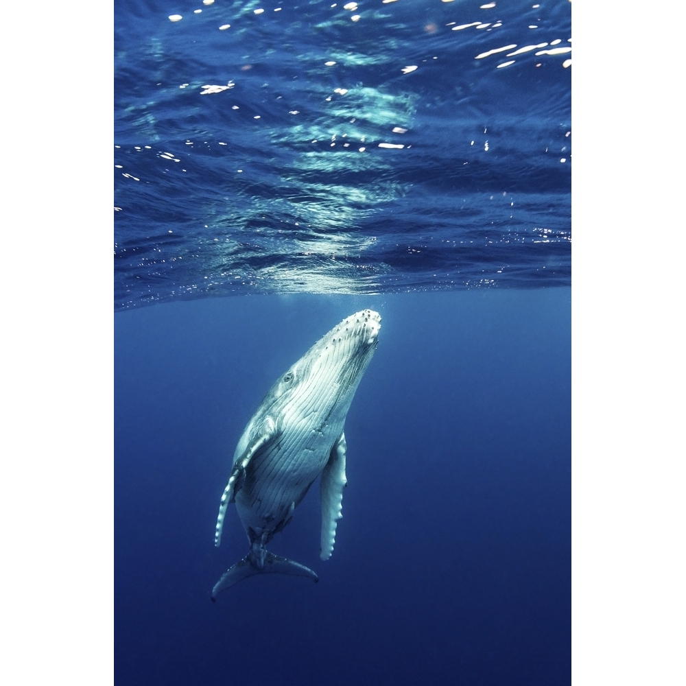 Juvenile Southern Humpback Whale. Poster Print by Brook Peterson ...