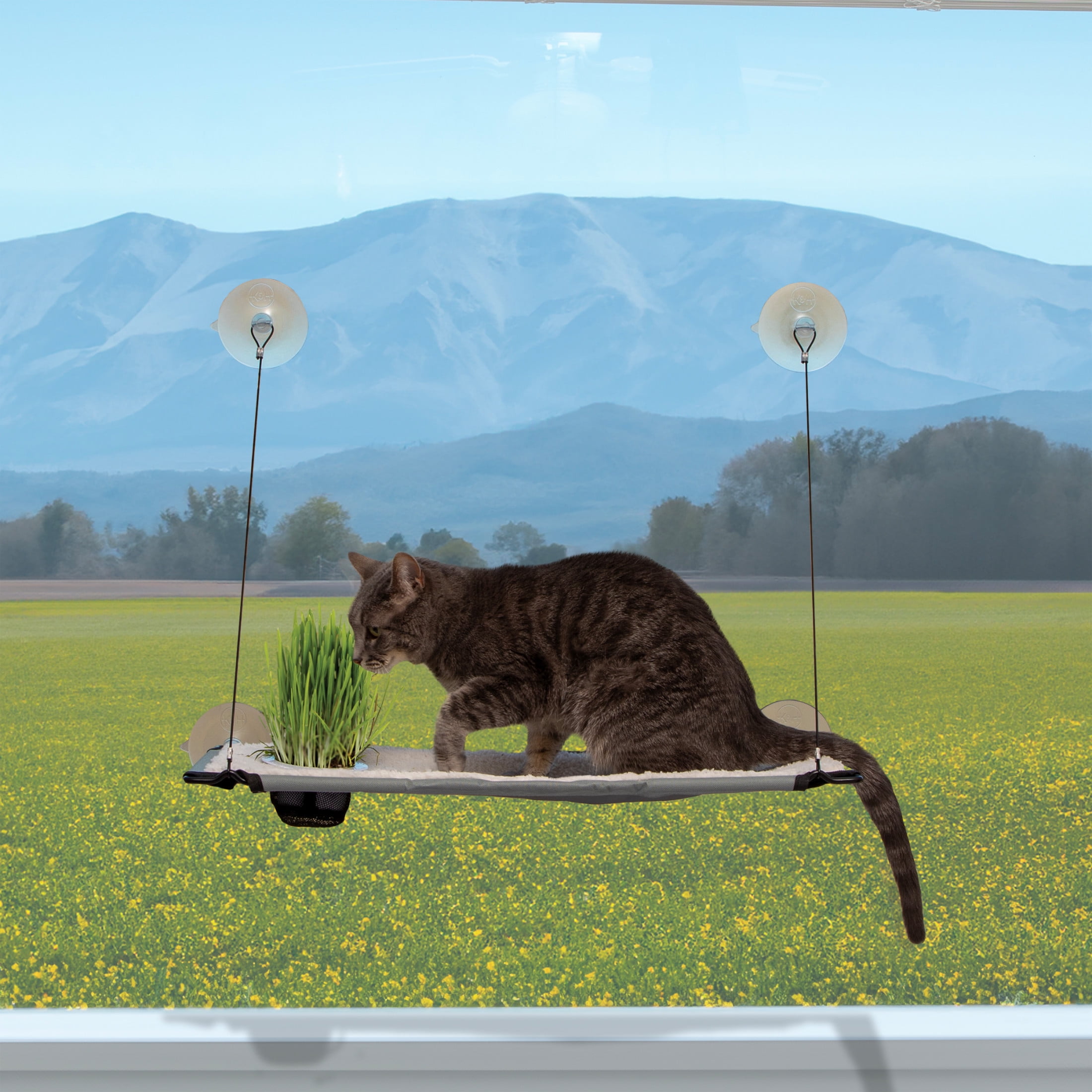K&H Pet Products Window Lounger Cat Perch with Cat Grass Grow Station ...