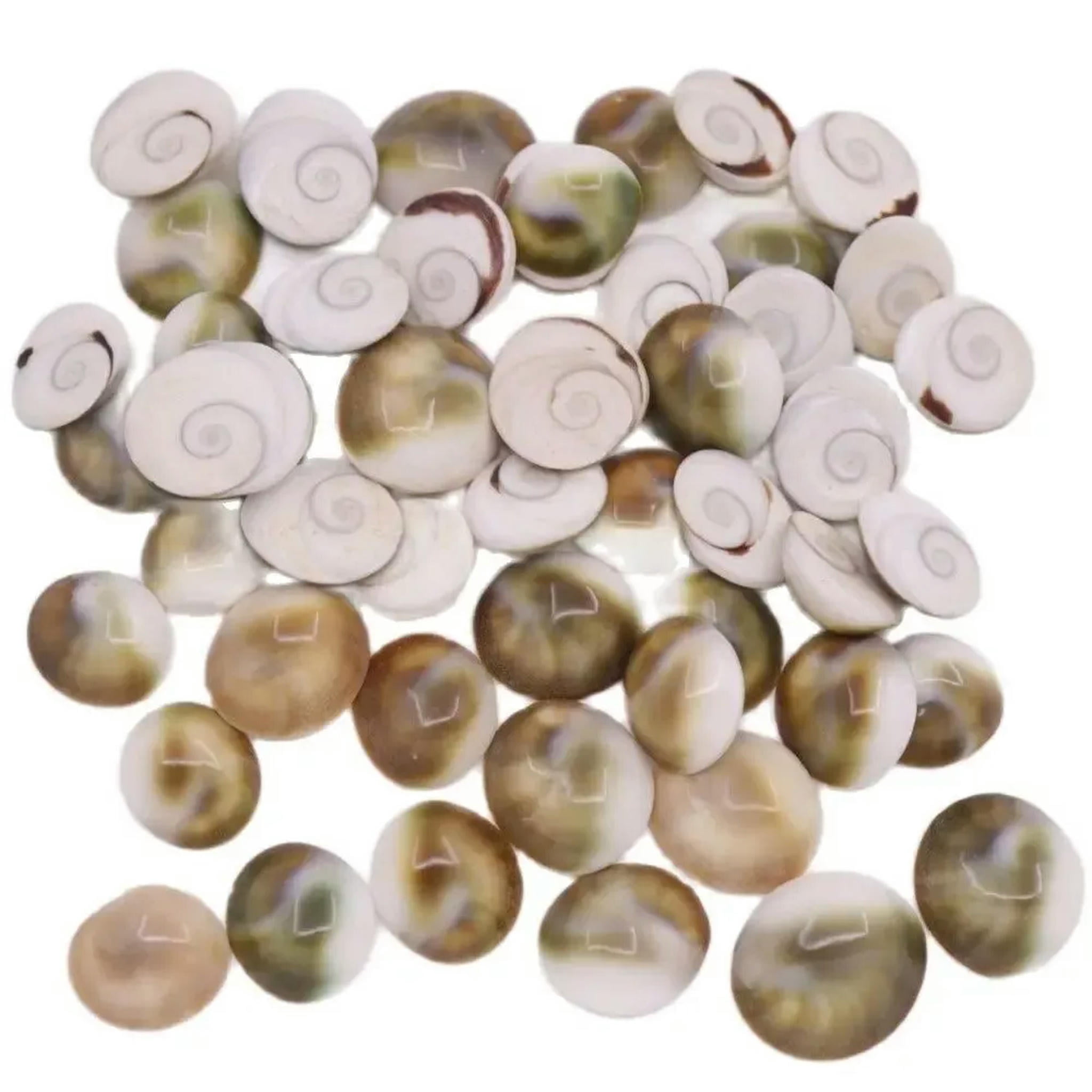 K-KED 10PCS 12mm-18mm Natural Button Sun Shell Natural Mother of Pearl ...