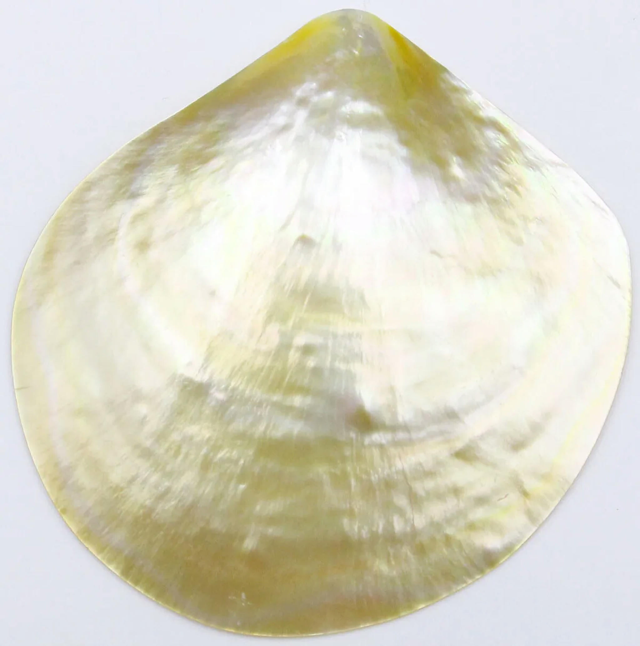 K-KED 80mm-90mm Shell Natural Light Golden Mother of Pearl Collectibles ...