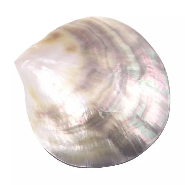 K-KED Natural Black Lip Shell Clam Mother of Pearl Oyster MOP 2.7"-3.1 ...