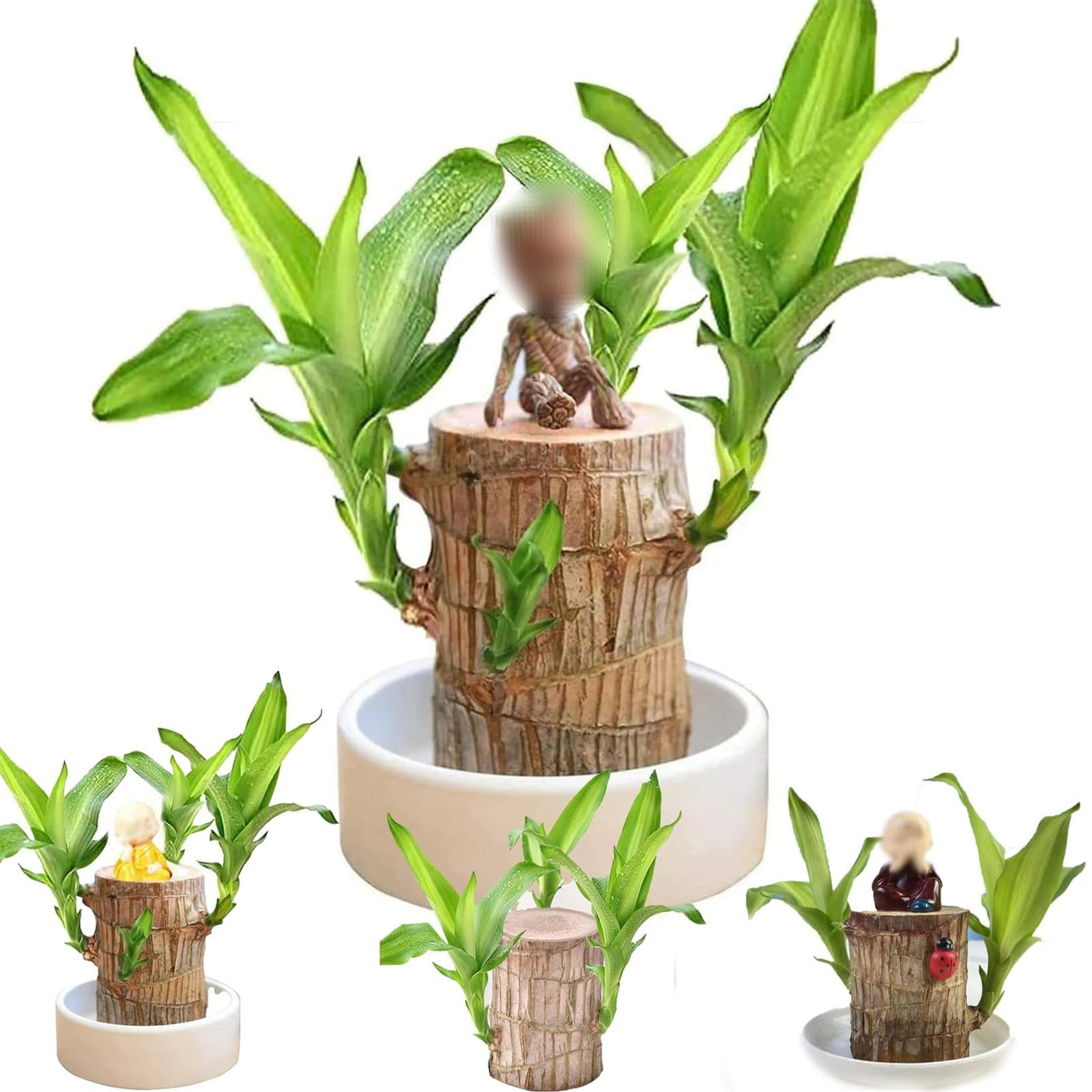KACG Brazilian Wood Plant Set, Brazilian Lucky Wood Plant with Panda ...