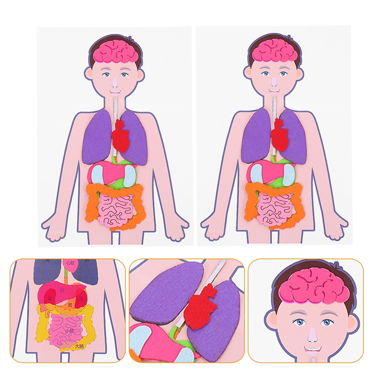 KALLORY 2 Sets of Body Organs Toys for Kids Human Anatomy Toys for Kids ...