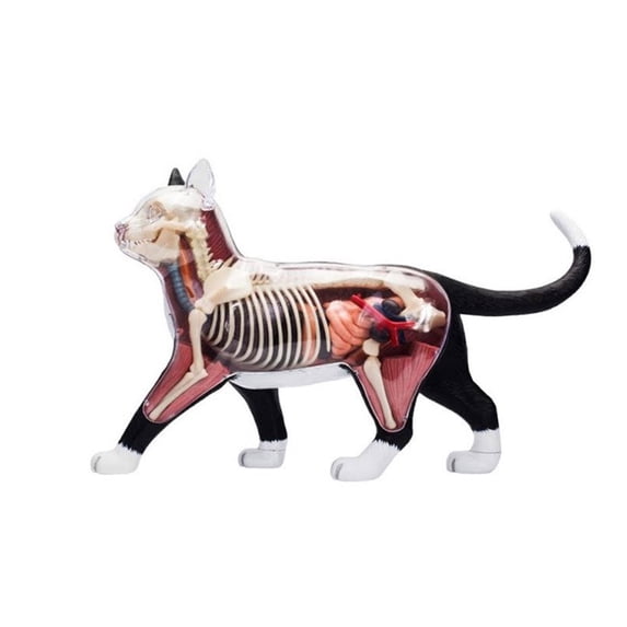 KCAHPAN Black White Cat Organ Anatomy Model Cat Puzzle Assembly Toy for ...