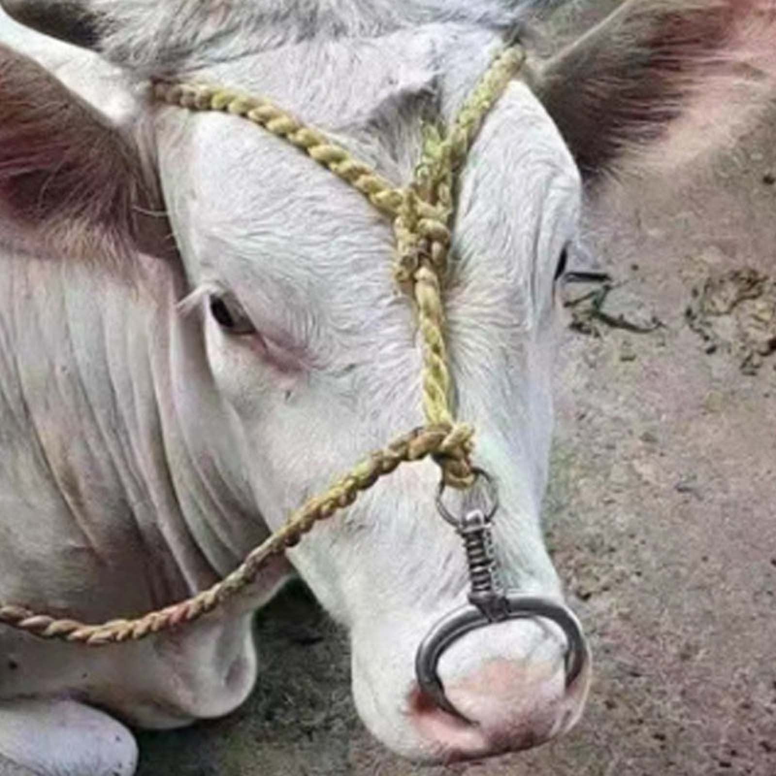 KCGYNP Cow Nose Ring Silver Clearance,Stainless Steel Bullnose Pliers ...