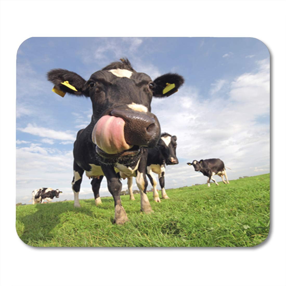 KDAGR Blue Weird Holstein Cow Tongue Sticking Out Pink Funny Silly ...