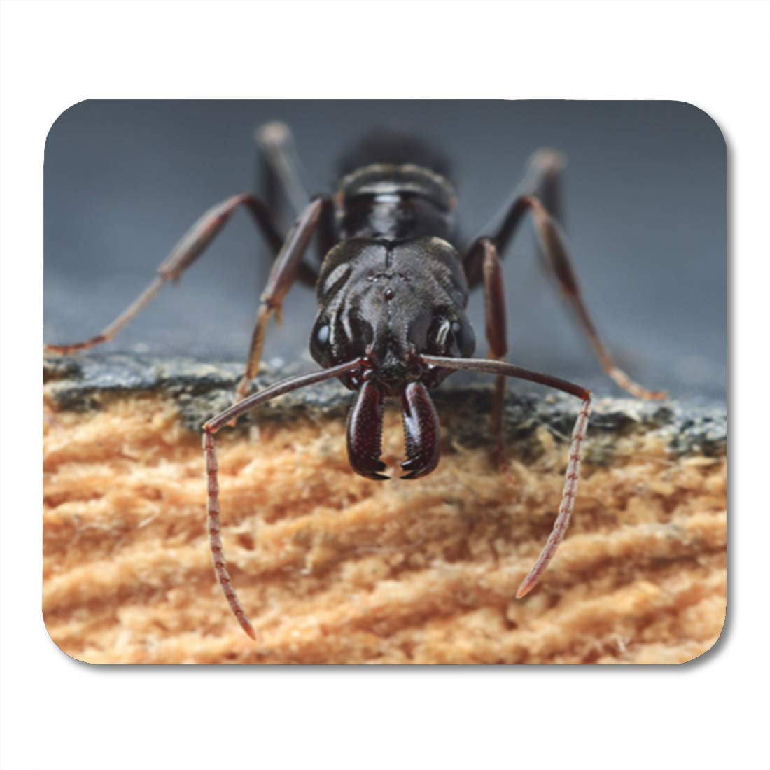 KDAGR Brown Trap Jaw Ant Odontomachus Bauri Super Macro Green Mousepad ...