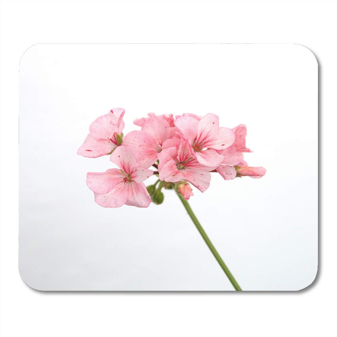 KDAGR Cutting Bloom Geranium Plant Horizon Divas Ripple Mixed with ...