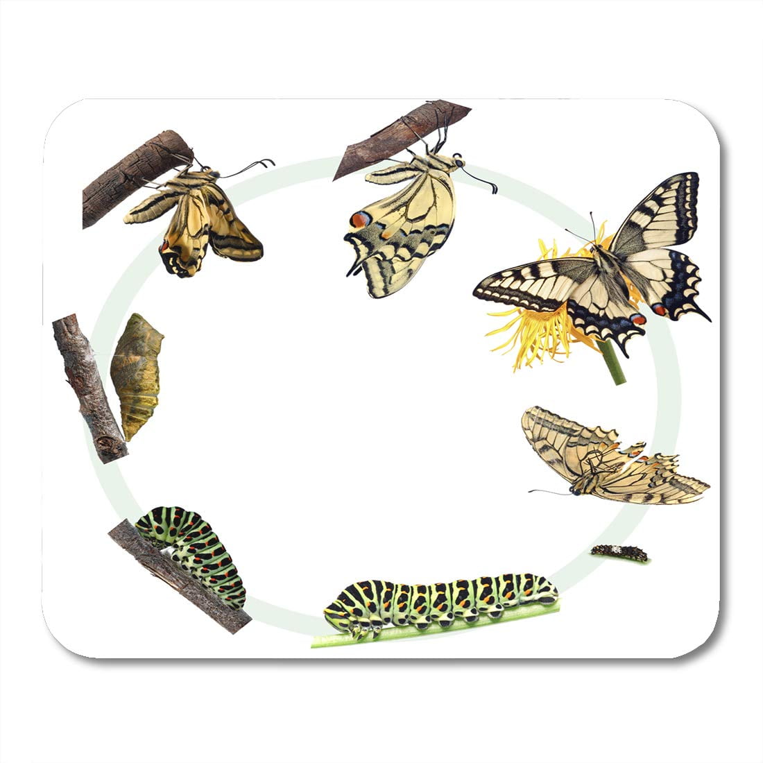 KDAGR Green Caterpillar Life Cycle of The Swallowtail Butterfly ...