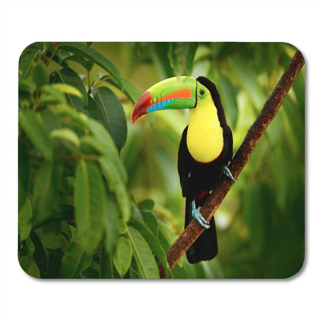 KDAGR Keel Billed Toucan Ramphastos Sulfuratus Bird Big Bill Sitting ...