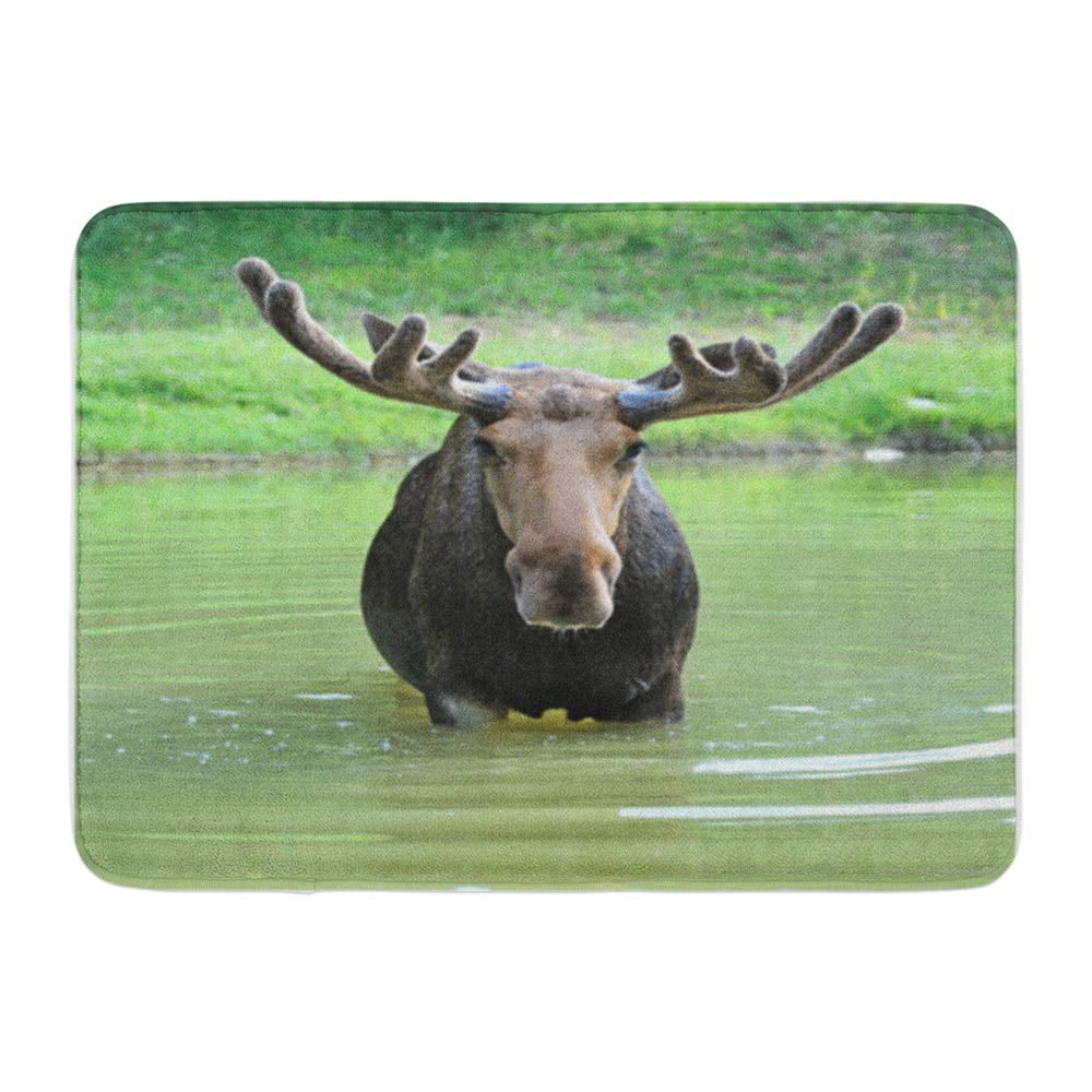 KDAGR Red Moose in Their Natural Habitat Elk Themes Doormat Floor Rug ...