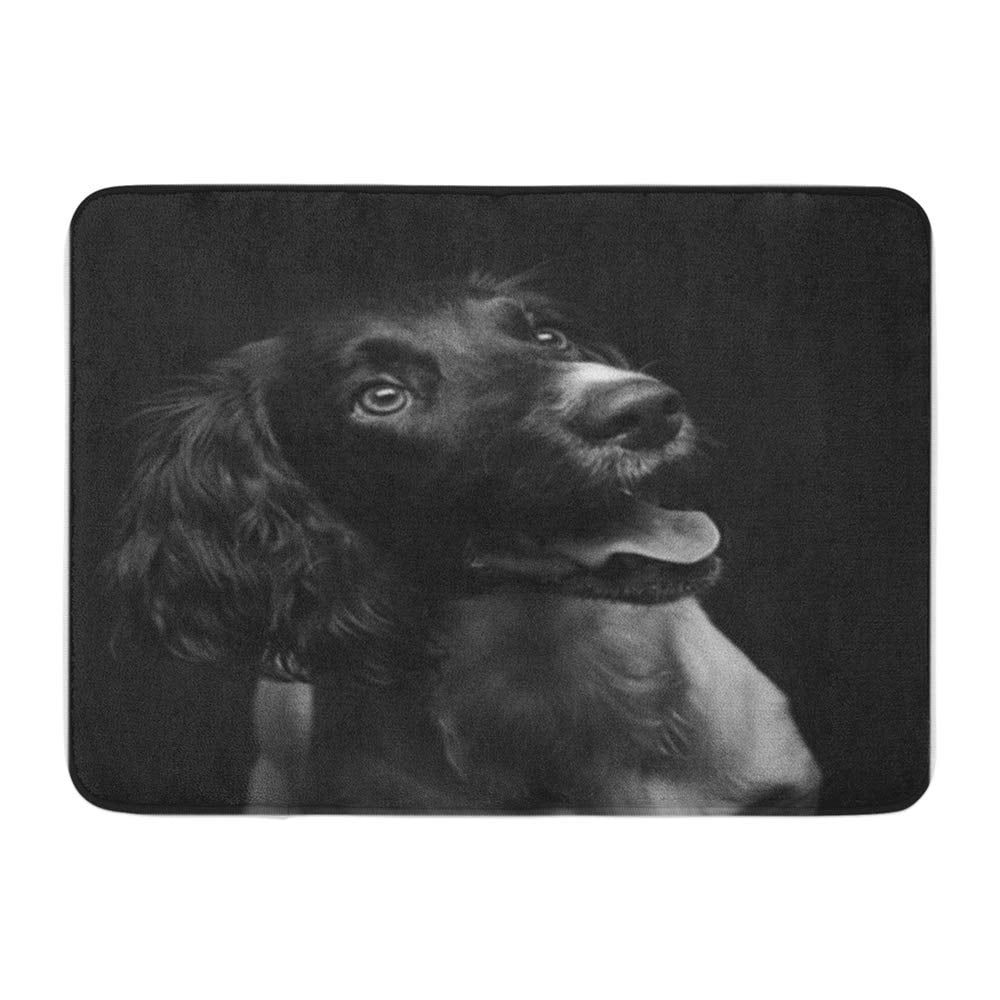 KDAGR Working English Springer Spaniel Puppy Six Month Old Studio Shot ...
