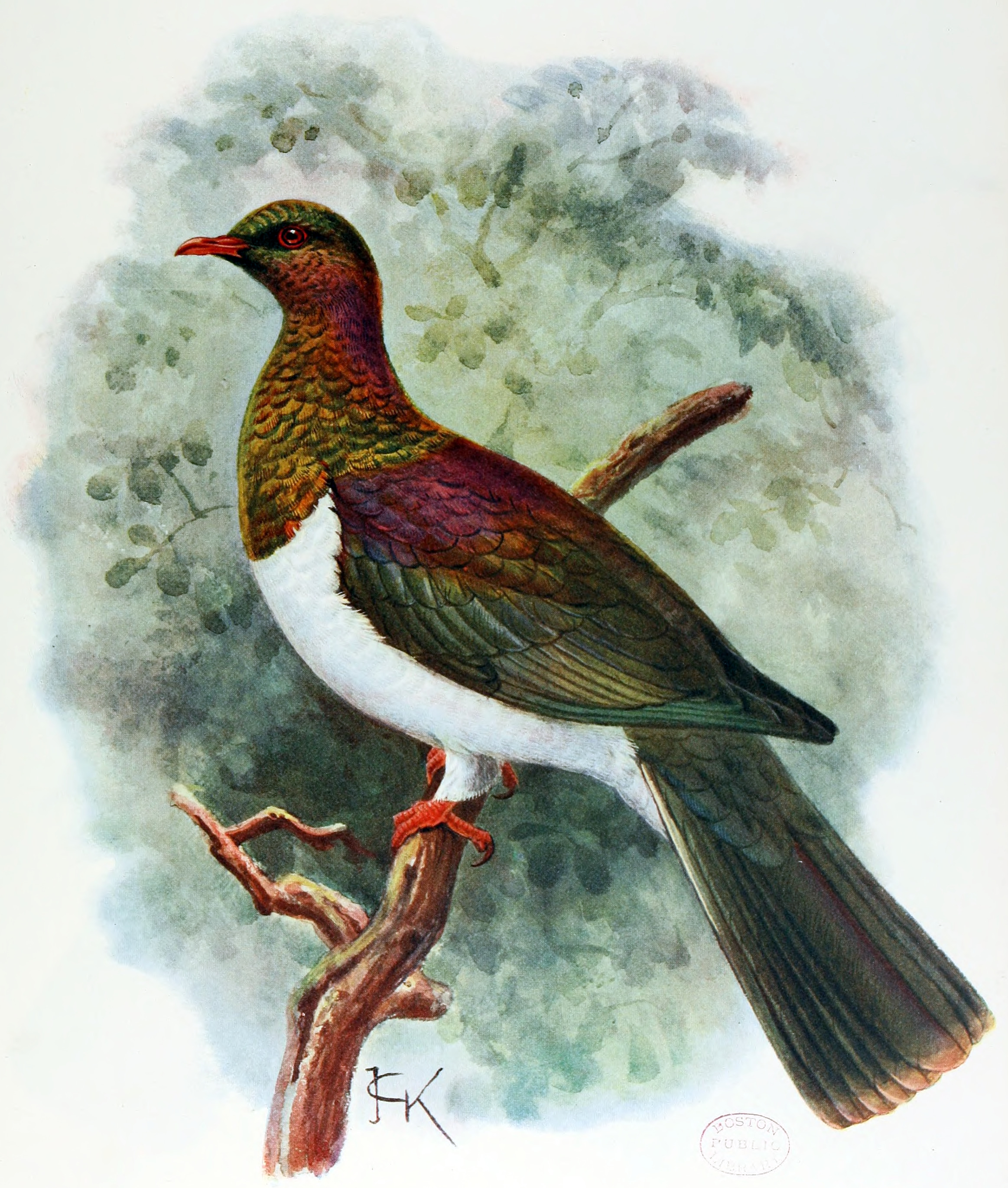 Kereru New Zealand Kerer? Bird Glossy Poster Picture Photo Print Banner ...