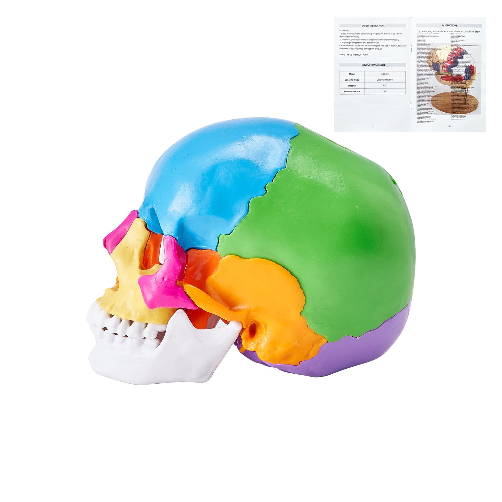 KFFKFF Anatomical Skull Replica, 22 Component Life-Sized Painted Skull ...