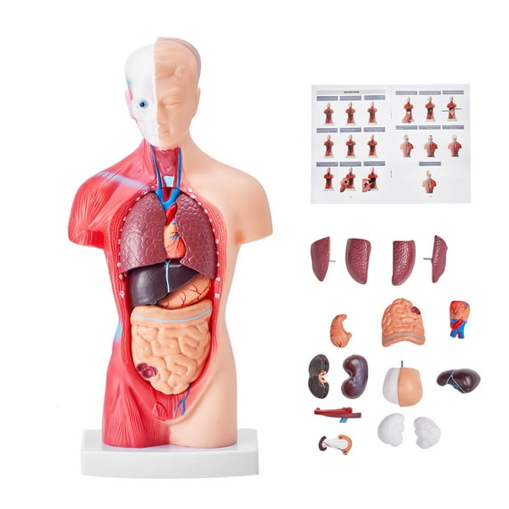 KFFKFF Human Anatomy Display, 11-inch, 15 Component Torso Skeleton Model with Detachable Organs ...