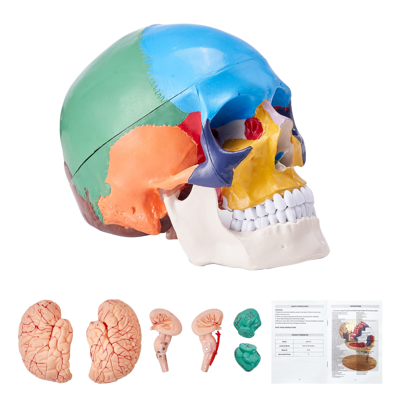 KFFKFF Lifelike Skull Model, Comprises 8 Segments of Brain & 3 Sections ...