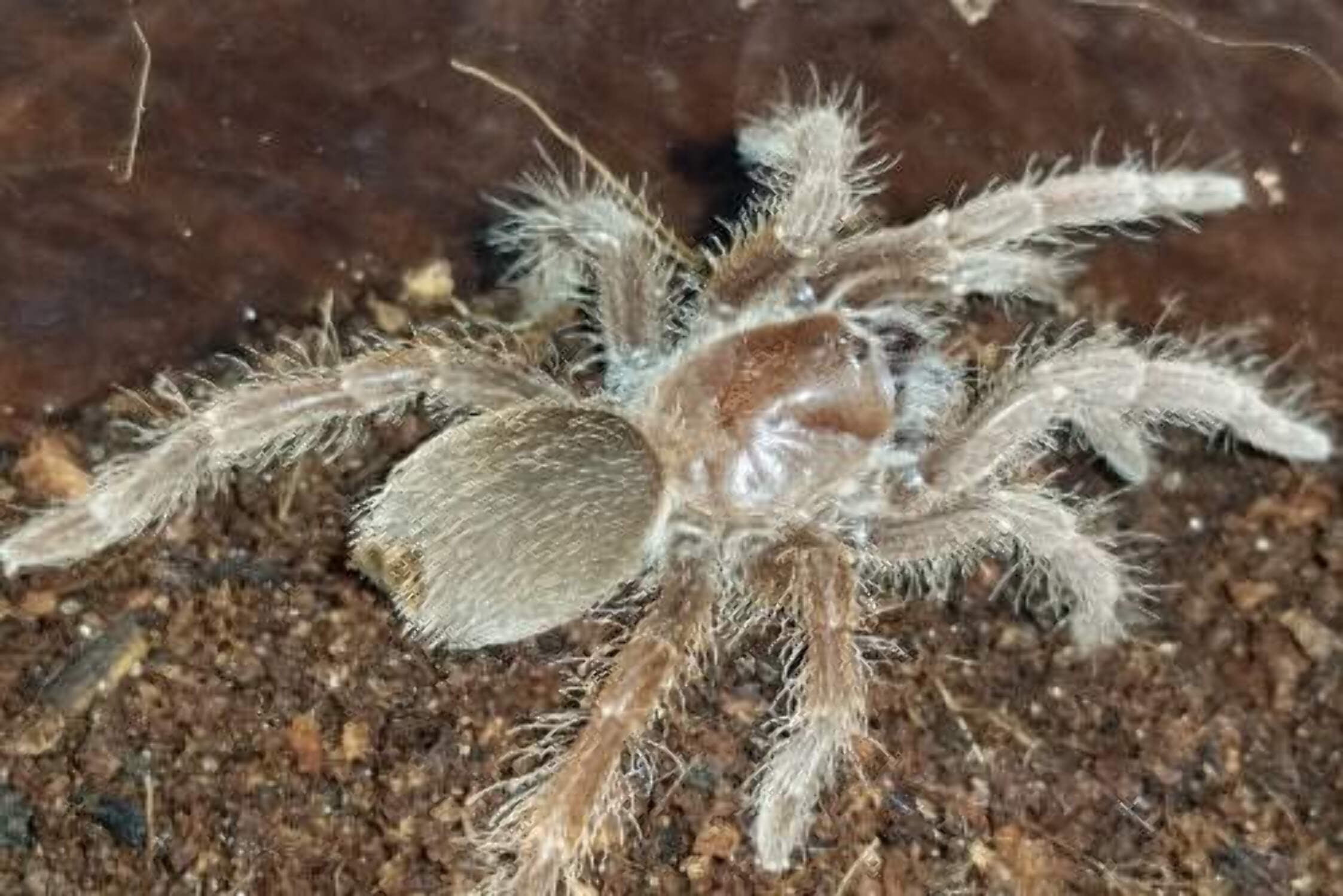 KING BABOON TARANTULA SPIDER GLOSSY POSTER PICTURE PHOTO BANNER insect ...