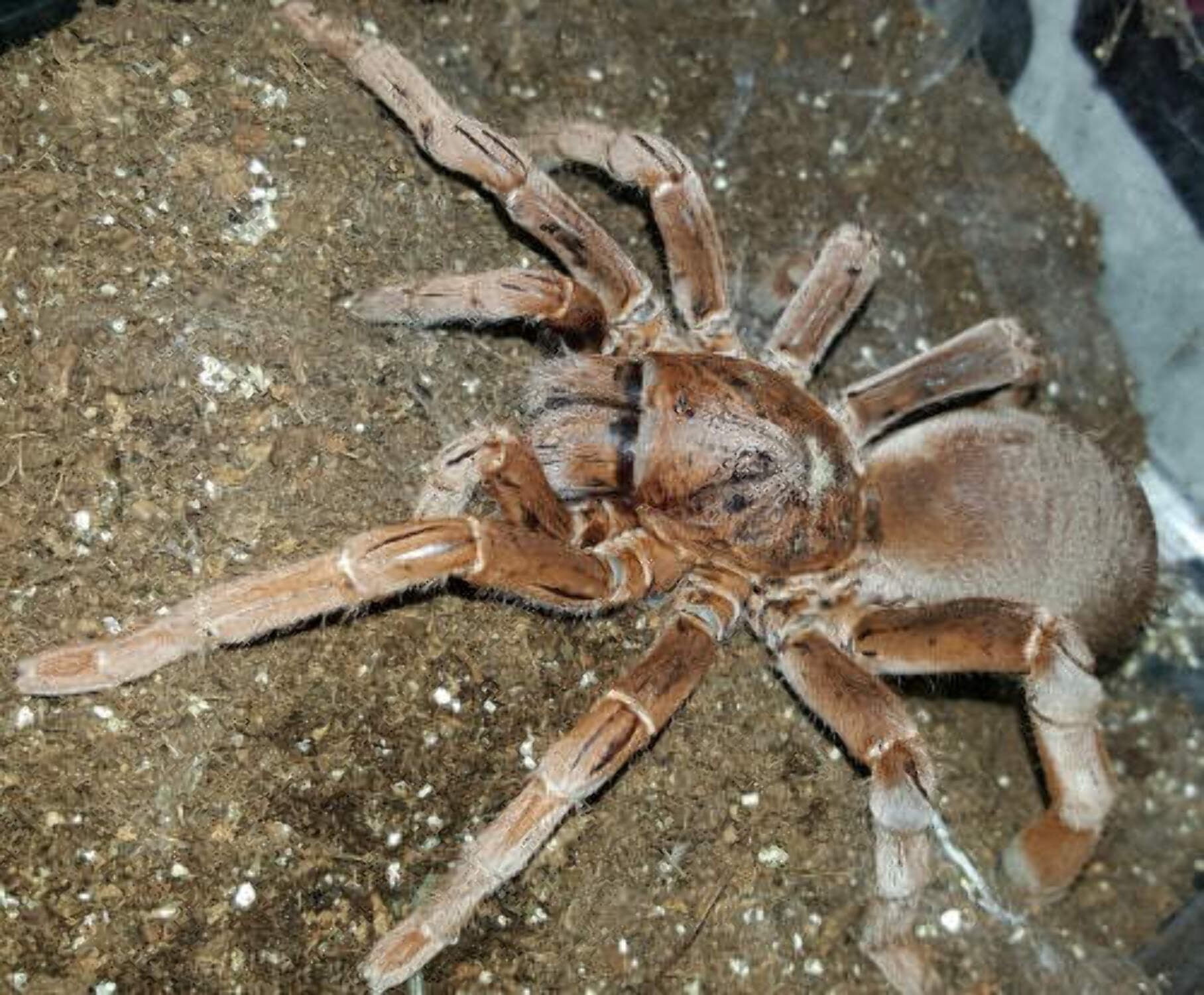 KING BABOON TARANTULA SPIDER GLOSSY POSTER PICTURE PHOTO BANNER insect ...