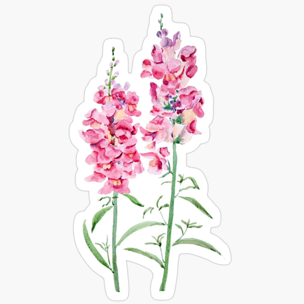 KIRA 2 Pink Snapdragon Flowers Watercolor Painting Sticker Birthday ...
