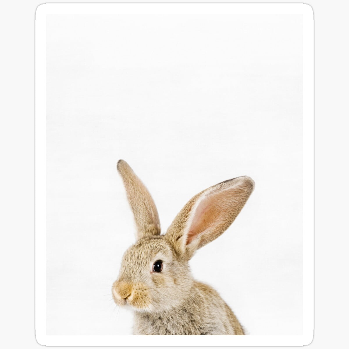 KIRA Baby Rabbit Print, Nursery, Animal, Bunny, Modern Wall Decor ...