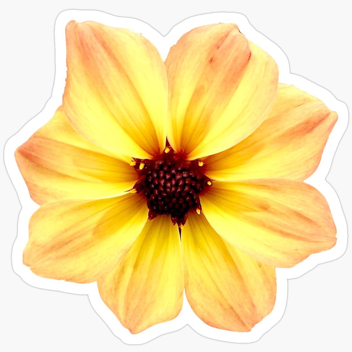 KIRA Beautiful Orange And Yellow Flower Sticker Sticker Birthday Gifts ...