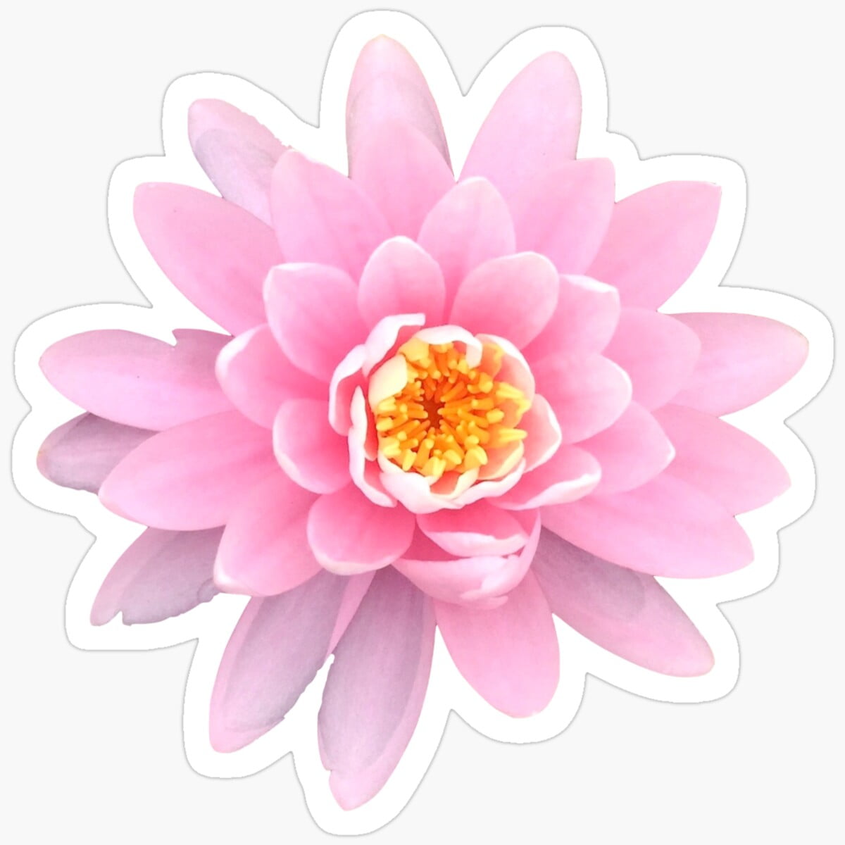KIRA Beautiful Pink Flower Against Pink Sticker Sticker Birthday Gifts ...