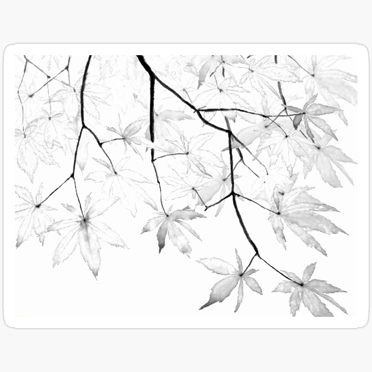 KIRA Black And White Maple Leaves Sticker Birthday Gifts - Decorative ...