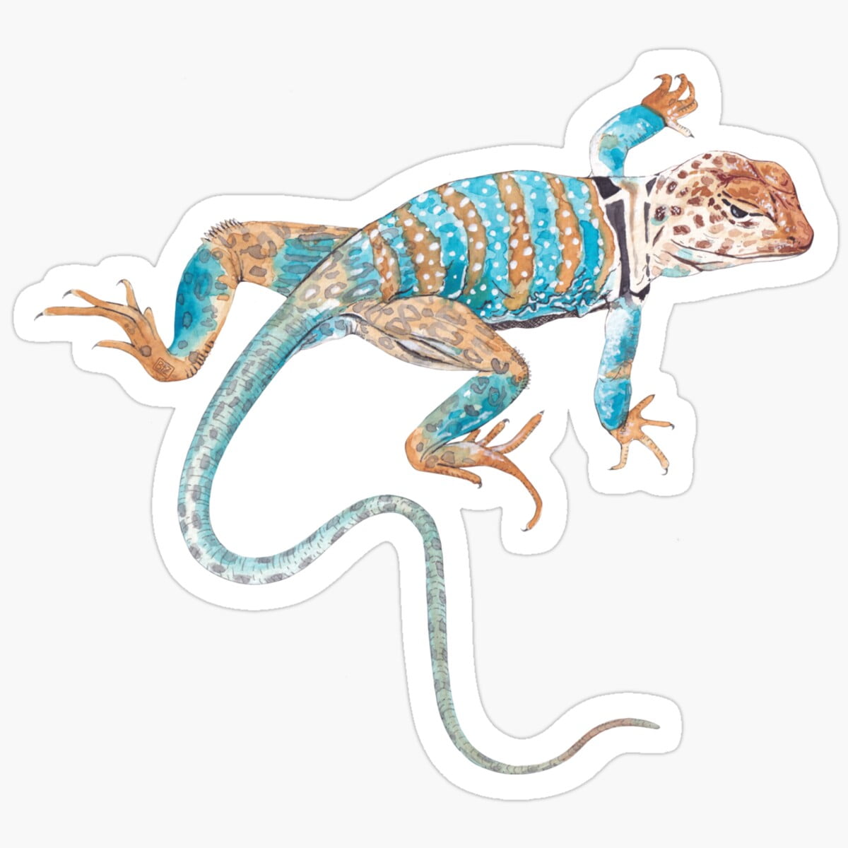 KIRA Common Collared Lizard-Crotaphytus Collaris Sticker Birthday Gifts ...