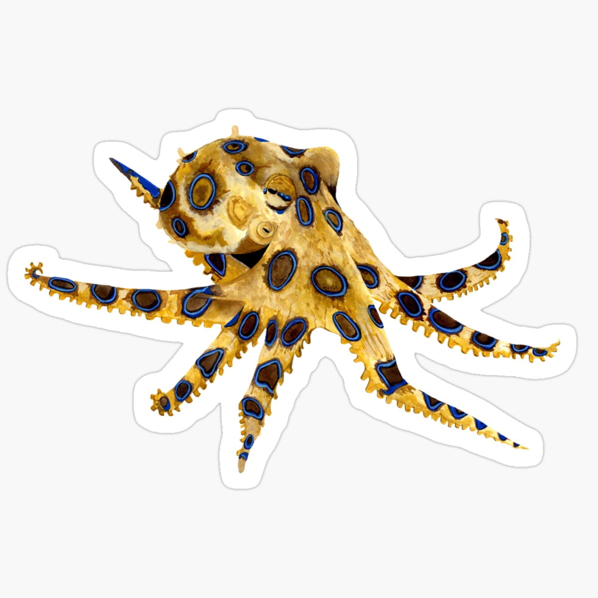 KIRA Greater Blue Ringed Octopus-Hapalochlaena Lunulata Glossy Sticker ...